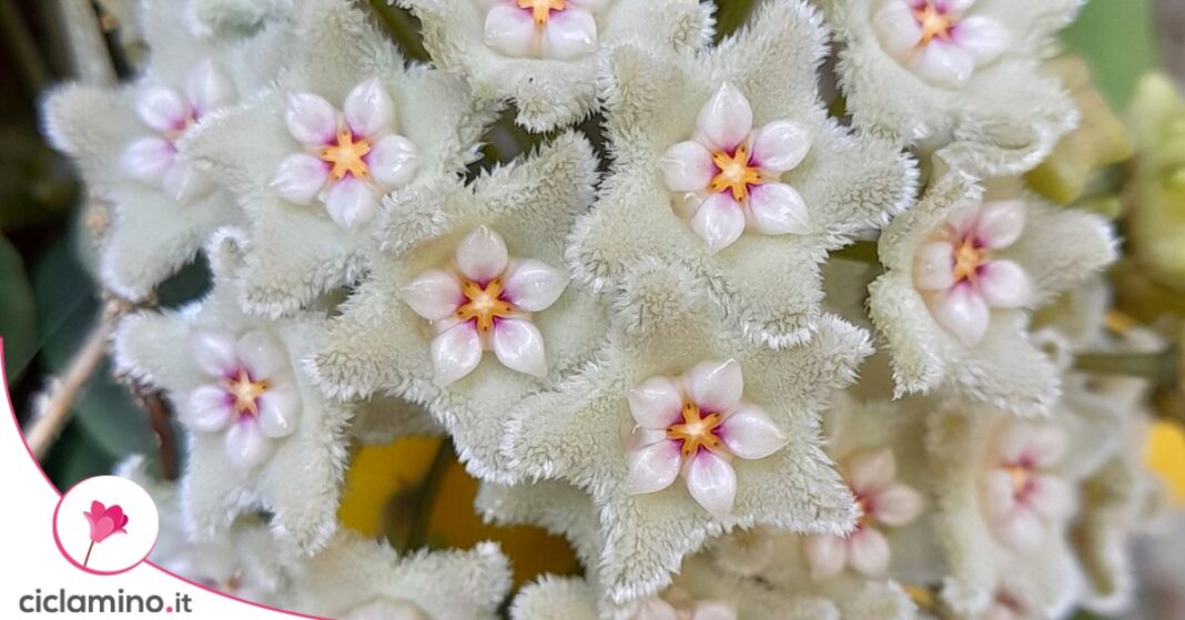 Se ti piace il fiore di cera dovresti conoscere queste varietà di Hoya ...
