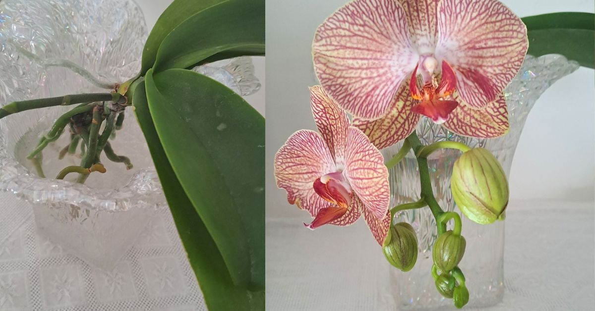 Se l'orchidea è secca il rimedio drastico è farla riprendere in acqua