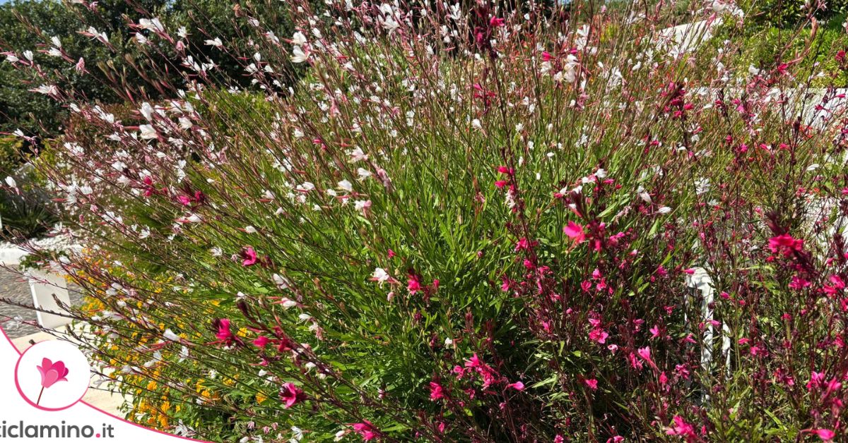 La pianta delle Farfalle con cui avere siepi in giardino colorate e ...
