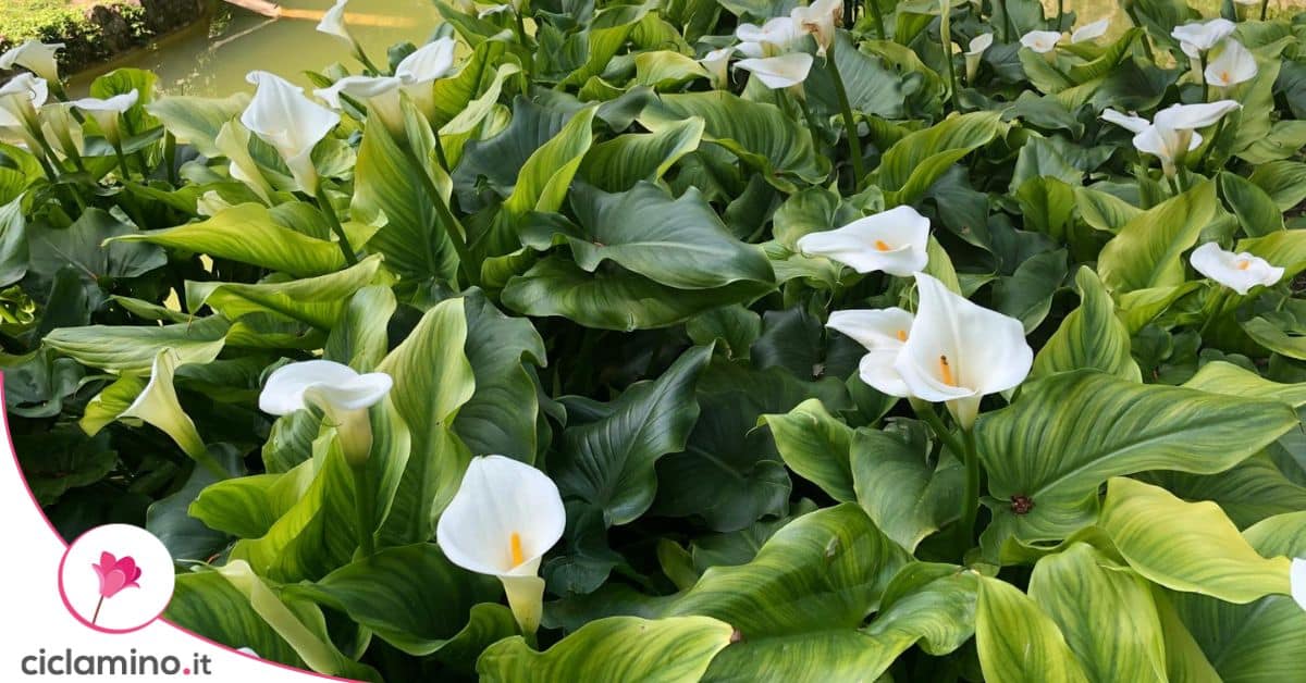 Come scegliere i Rizomi della Calla per una fioritura perfetta e duratura