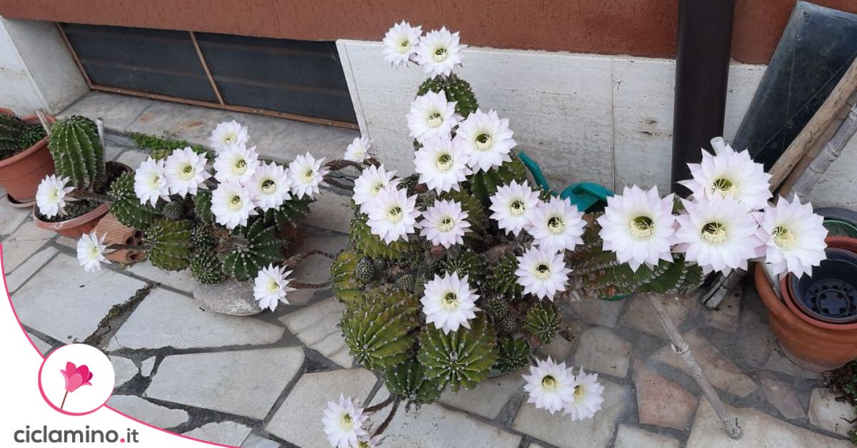 La guida passo passo per avere fioriture multiple del cactus Echinopsis