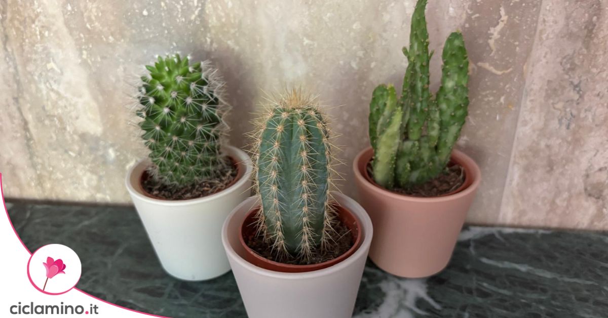 Innaffiare un cactus: domande utili per sfatare i miti più comuni