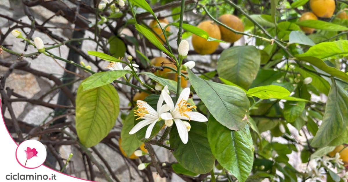 Come fa il limone a produrre continuamente nuovi fiori