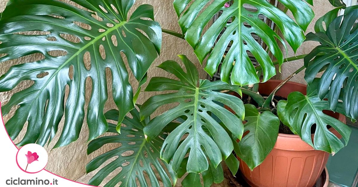 Come e quanto innaffiare la monstera quando fa caldo