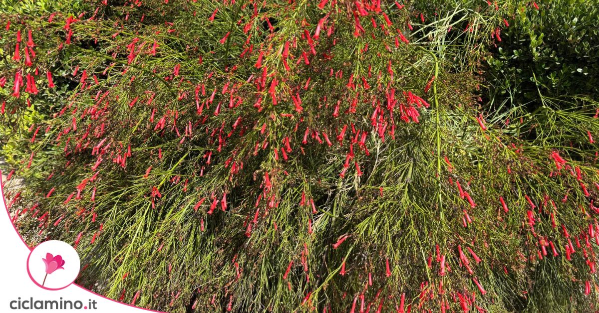 Come coltivare la Russelia che dal Messico ha conquistato i nostri ...