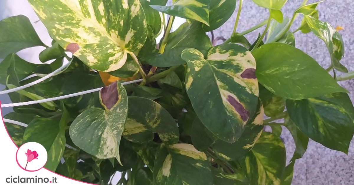 Cosa fare quando noti il pothos con delle macchie scure sulle foglie