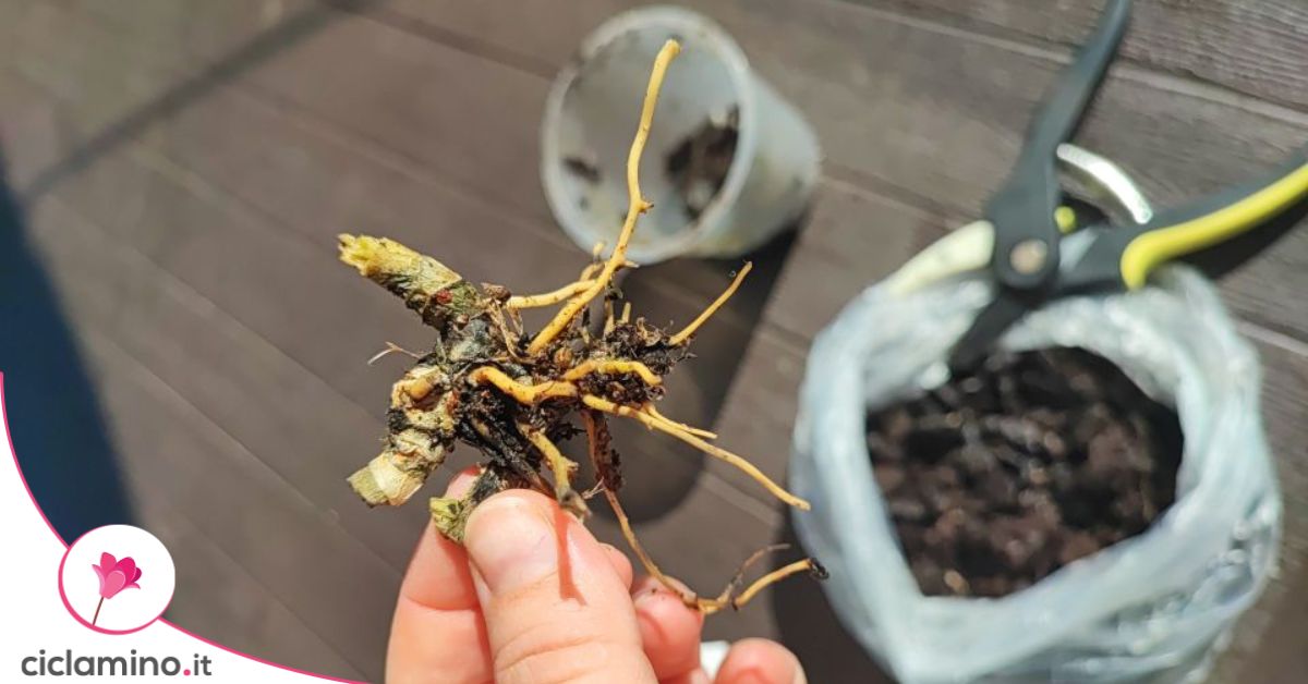 Cosa fare quando trovi le radici delle orchidee in queste condizioni