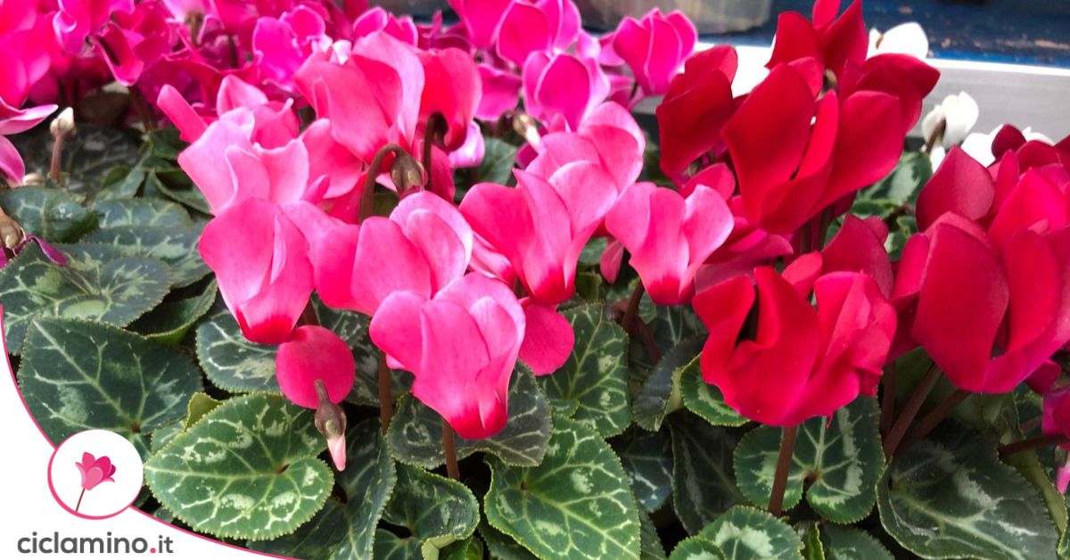 Concime per Ciclamini in autunno: quali nutrienti servono davvero?