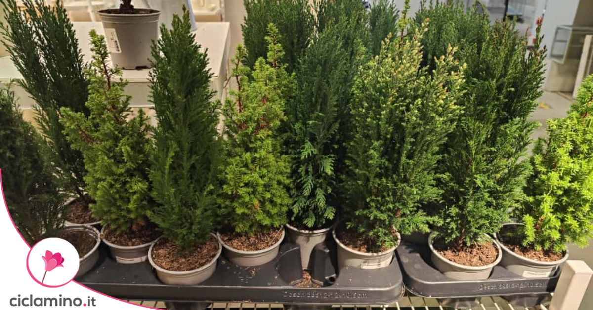 All'IKEA sono arrivate le piante più belle per decorare la casa per le ...