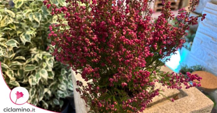 Il balcone d'inverno si tinge di rosso con queste piante dalle foglie e ...