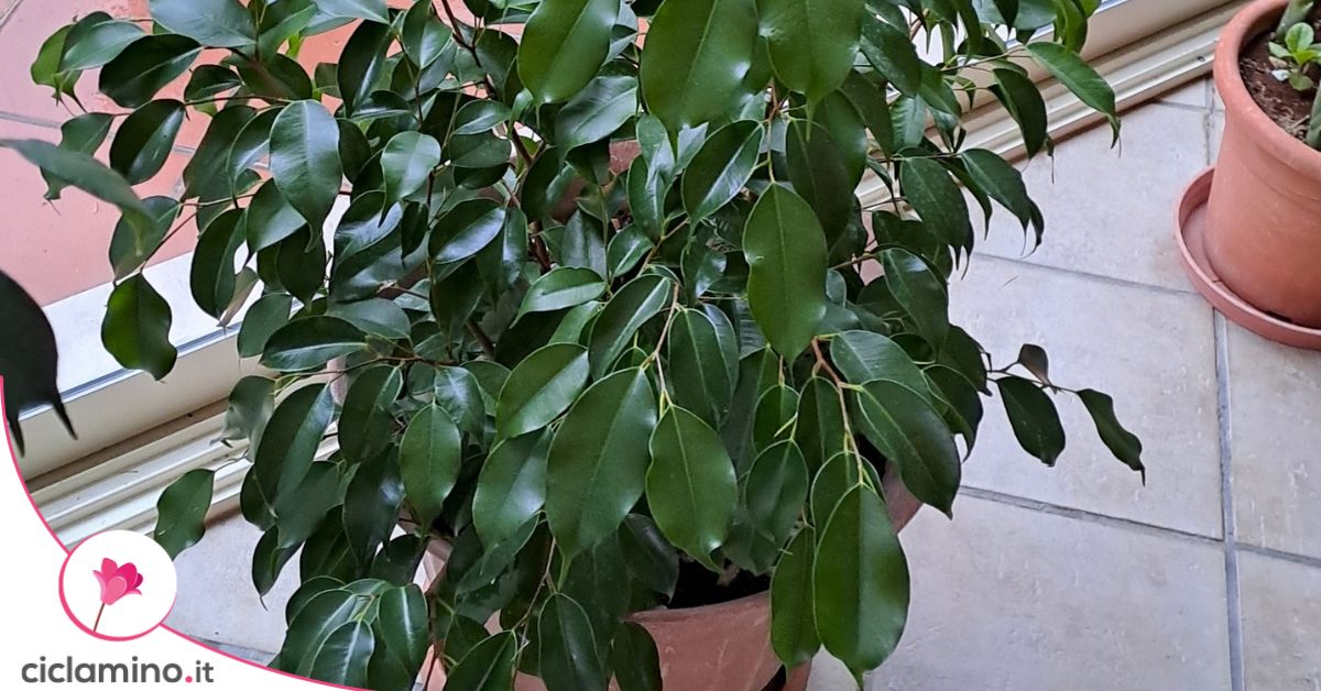 Dove mettere in casa il ficus benjamin per non fargli perdere le foglie ...