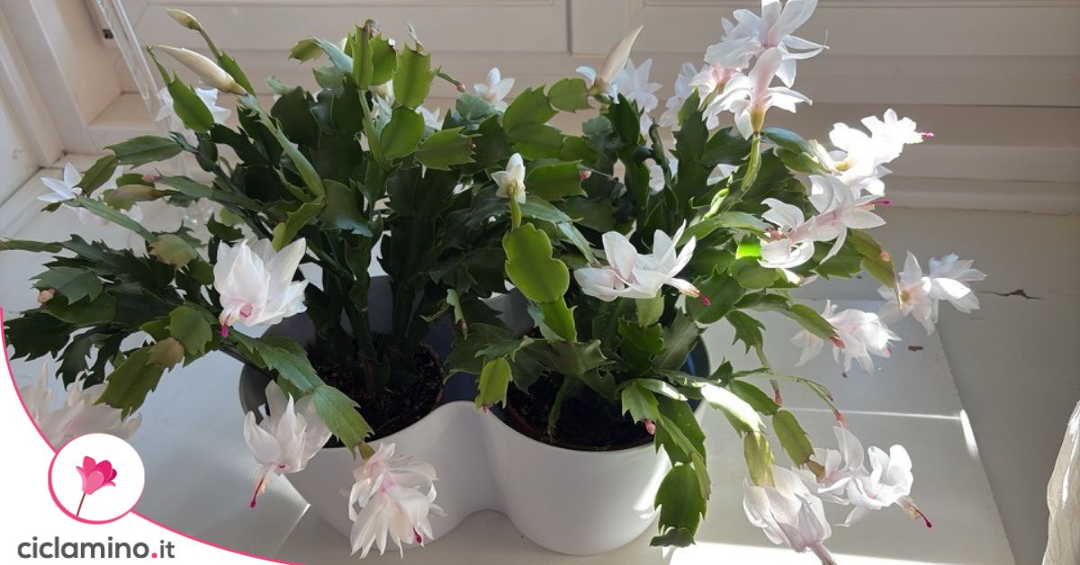 Facendo così valorizzerai la bellezza del cactus di Natale per la casa ...