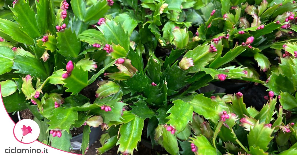 Come assicurarsi che il Cactus di Natale fiorisca durante le vacanze