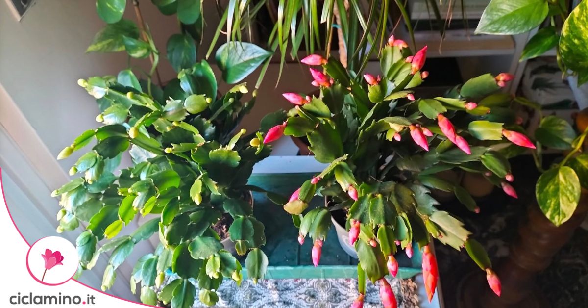 Una concimazione mirata per una fioritura spettacolare del Cactus di Natale