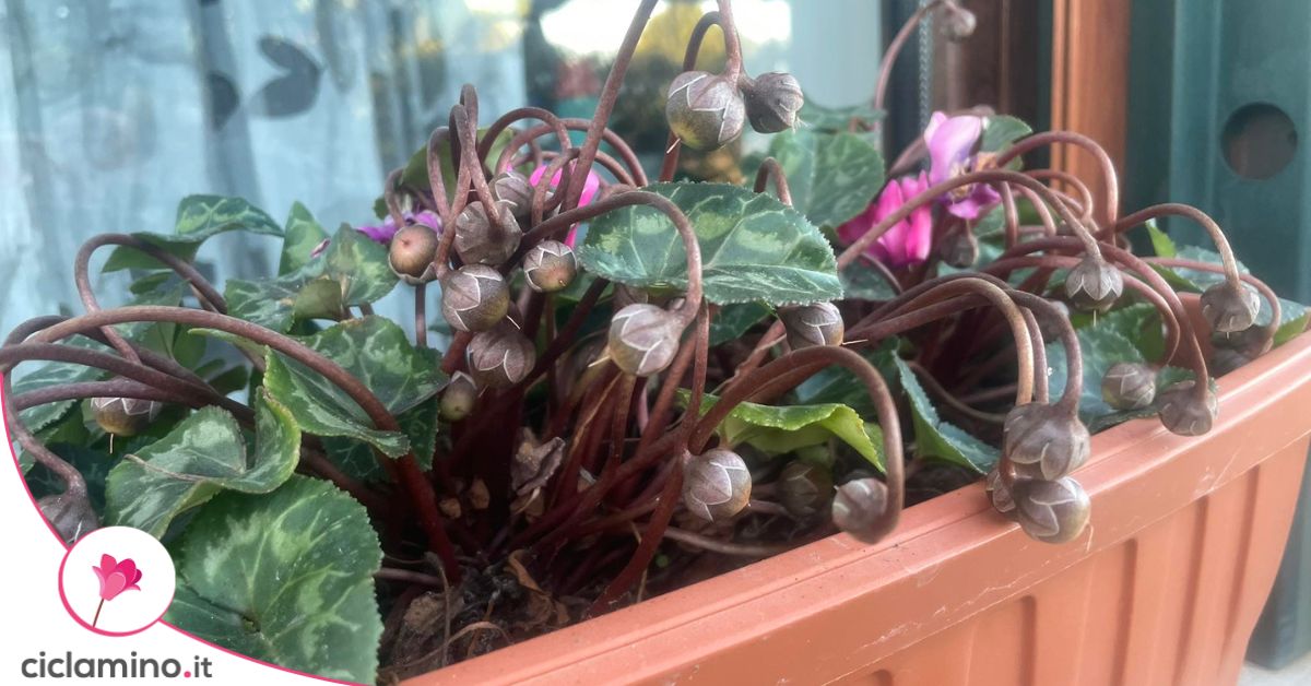 Avere queste palline sul ciclamino è un tesoro se sai come raccoglierle