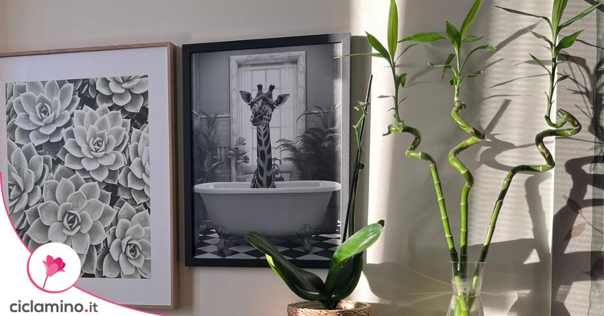 Mettere il bambù della fortuna in bagno è sempre una buona idea