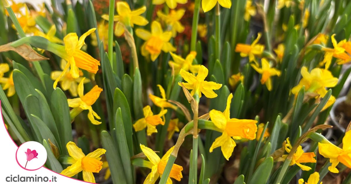 Narcisi in vaso il fiore che annuncia la primavera disponibili da Lidl