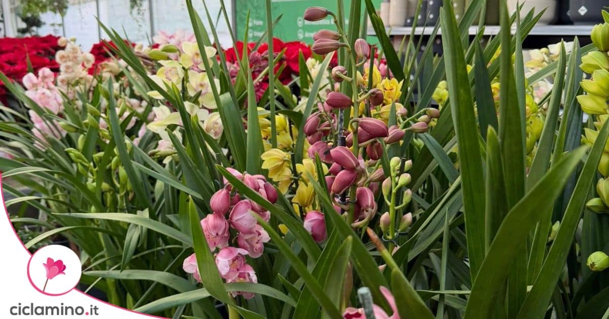 Il cymbidium fa cadere i boccioli perché non va trattata come un ...