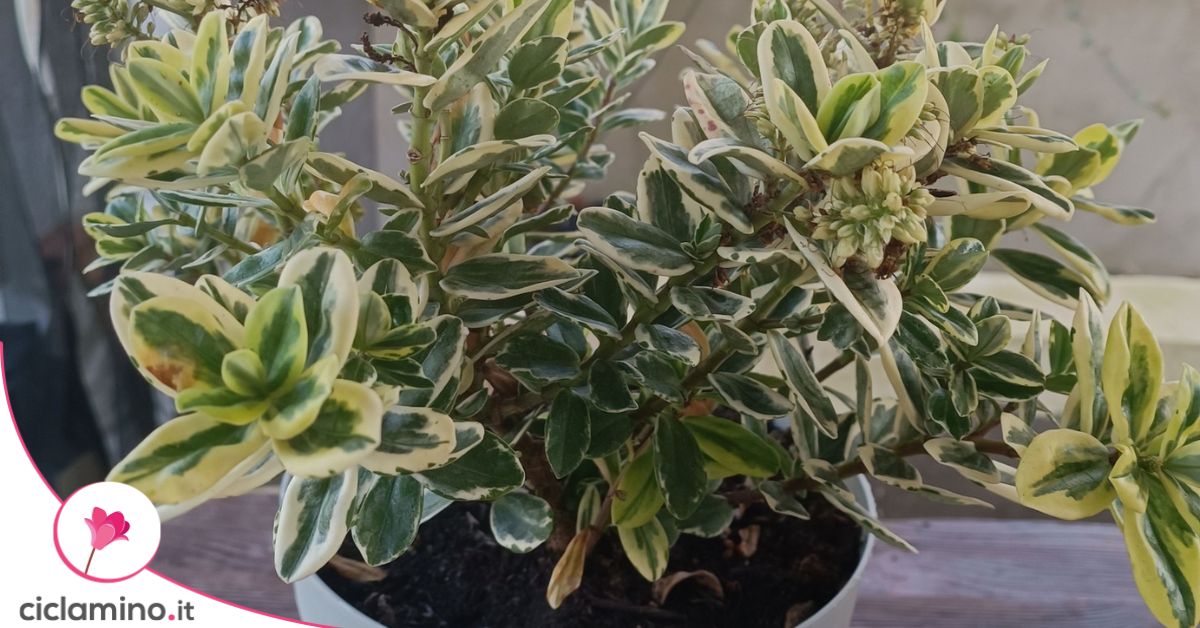 Come far fare tante foglie alla pianta veronica e prepararla alla fioritura