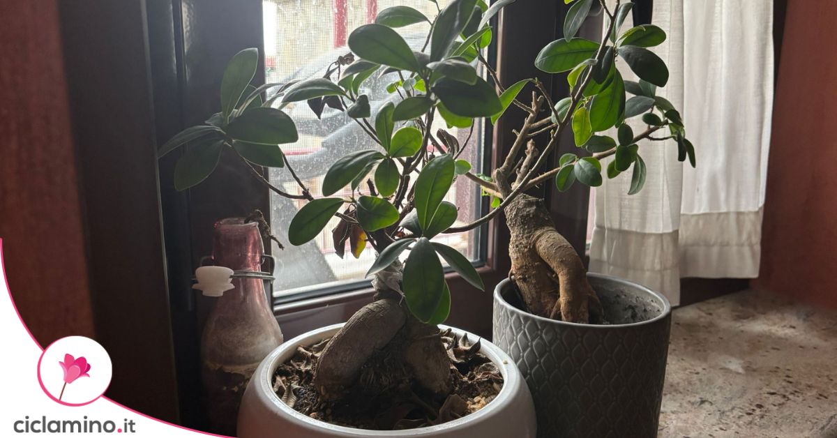Le attenzioni da dedicare alle Radici Gonfie del Ficus Ginseng che non ...