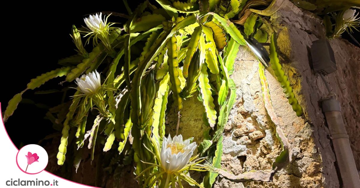 Cactus che fioriscono di Notte