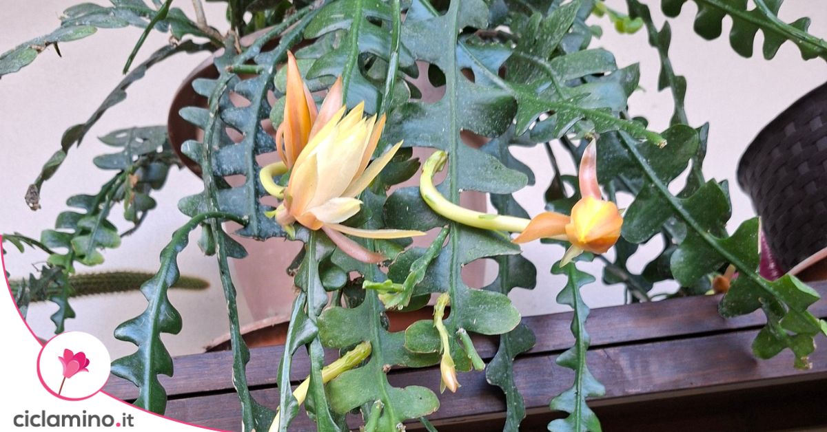 Ha le foglie come una lisca di pesce e questo cactus può fiorire in ...