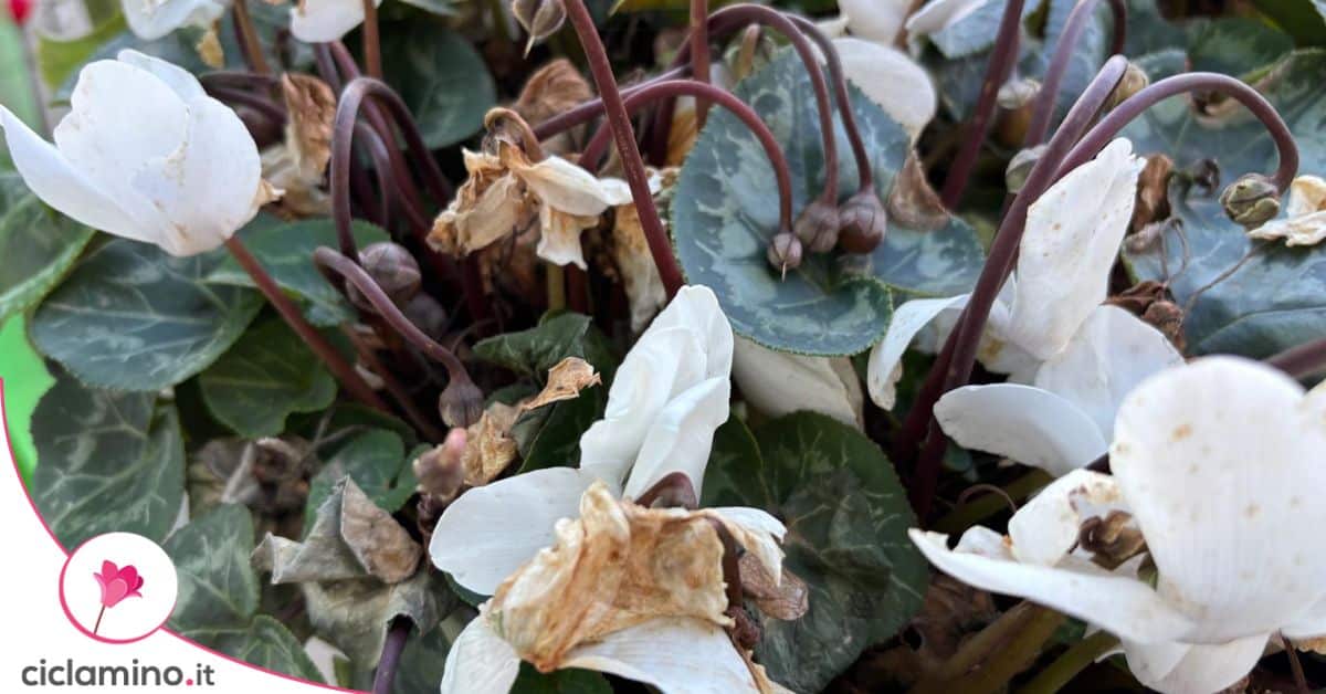 Il ciclamino che secca è una delusione ma non va preso come una colpa ...