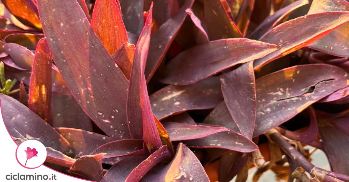 Le foglie dell'erba miseria sembrano mangiucchiate e si rompono per ...