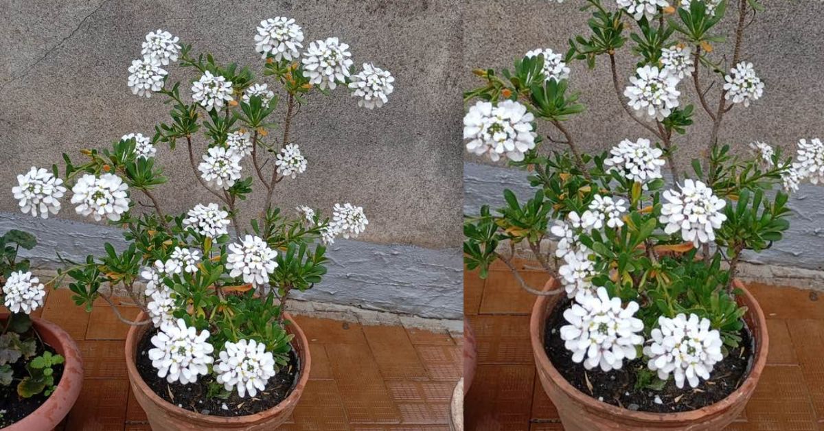 Per un fiore bianco e a grappoli e una pianta resistente l'iberis è una ...