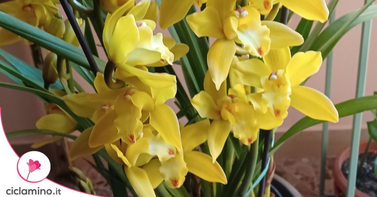 I fiori guardano in basso quando l'orchidea cymbidium ha un cambio di ...