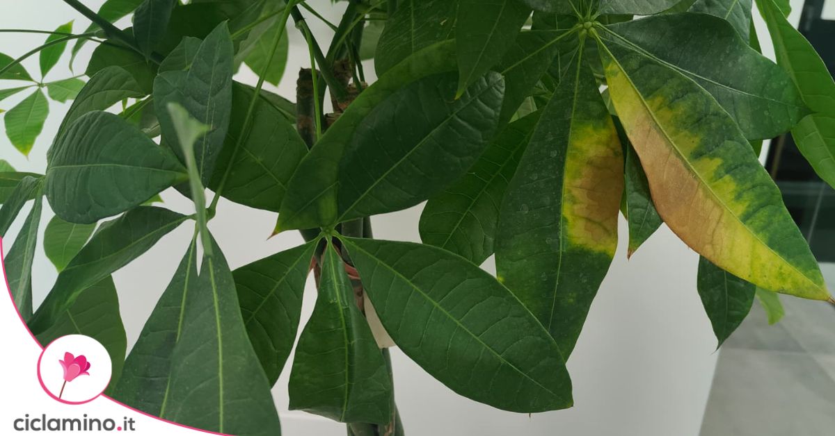 Questa singola foglia gialla fa capire il problema della Pachira