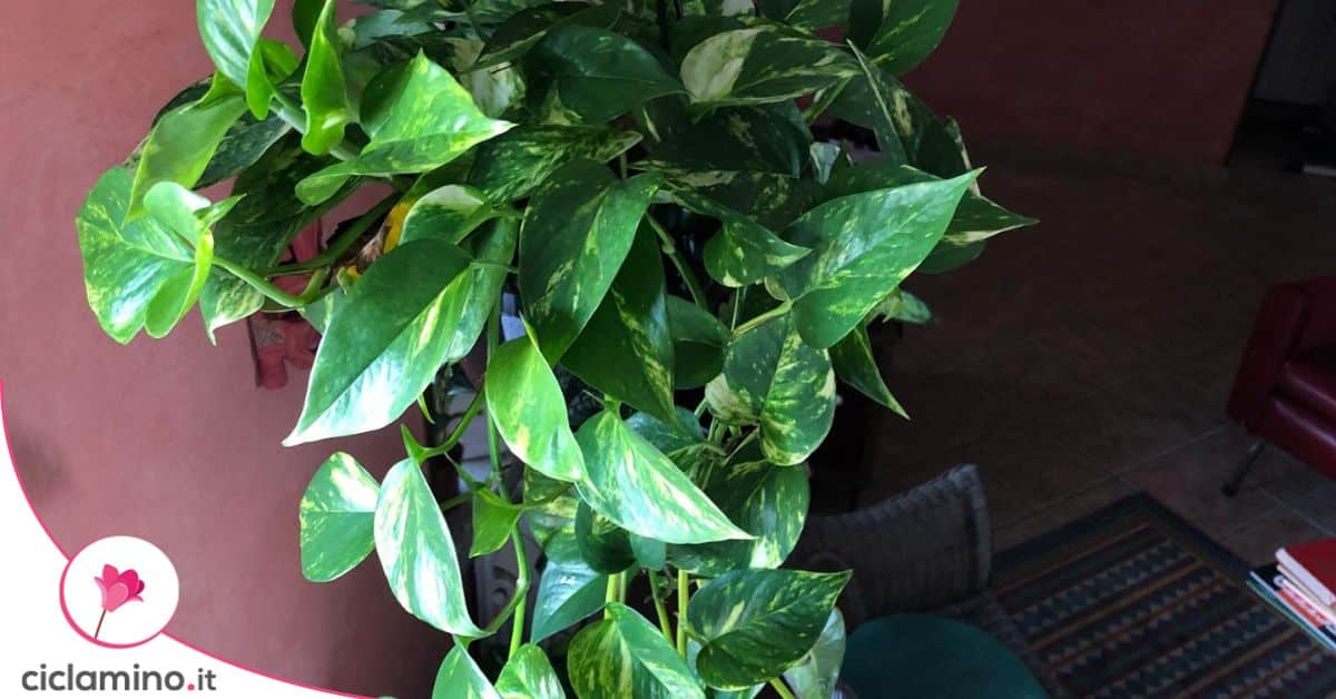 Se osservi il pothos puoi imparare tante lezioni su altre piante