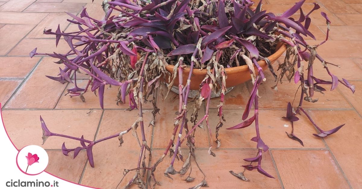 Rami lunghi e secchi della tradescantia dicono che hai dimenticato un ...