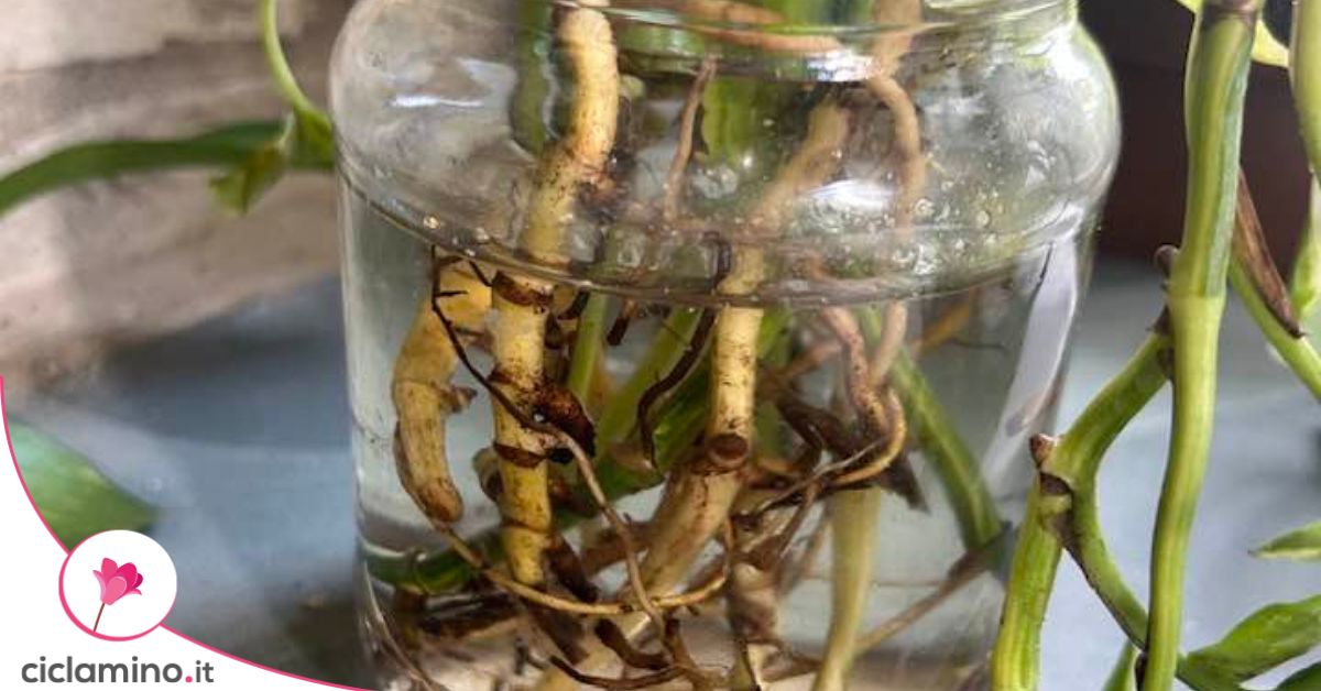Far crescere l'orchidea con le radici in piena acqua è possibile ma ...