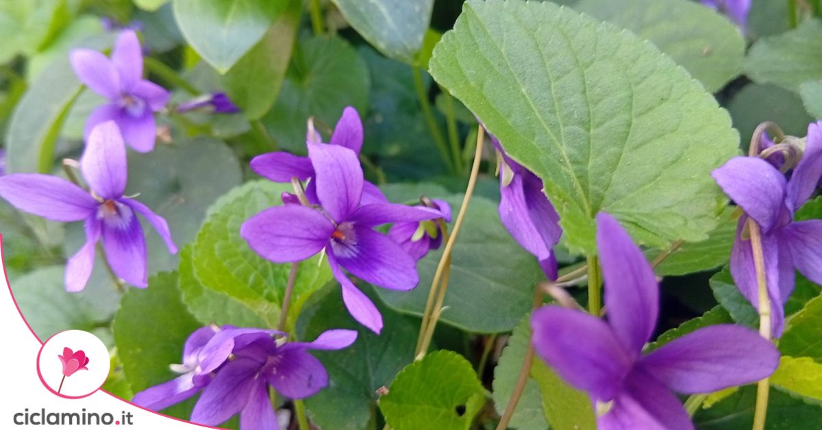 Scegli le Viole Mammole per avere un profumo di cipria in balcone