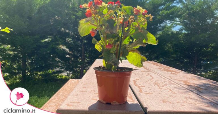 Secca sempre perché con la Begonia fanno tutti questi errori