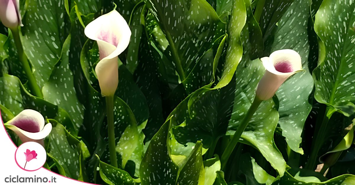 Ha foglie a pois bianchi e un fiore con l'interno viola porpora ed è ...