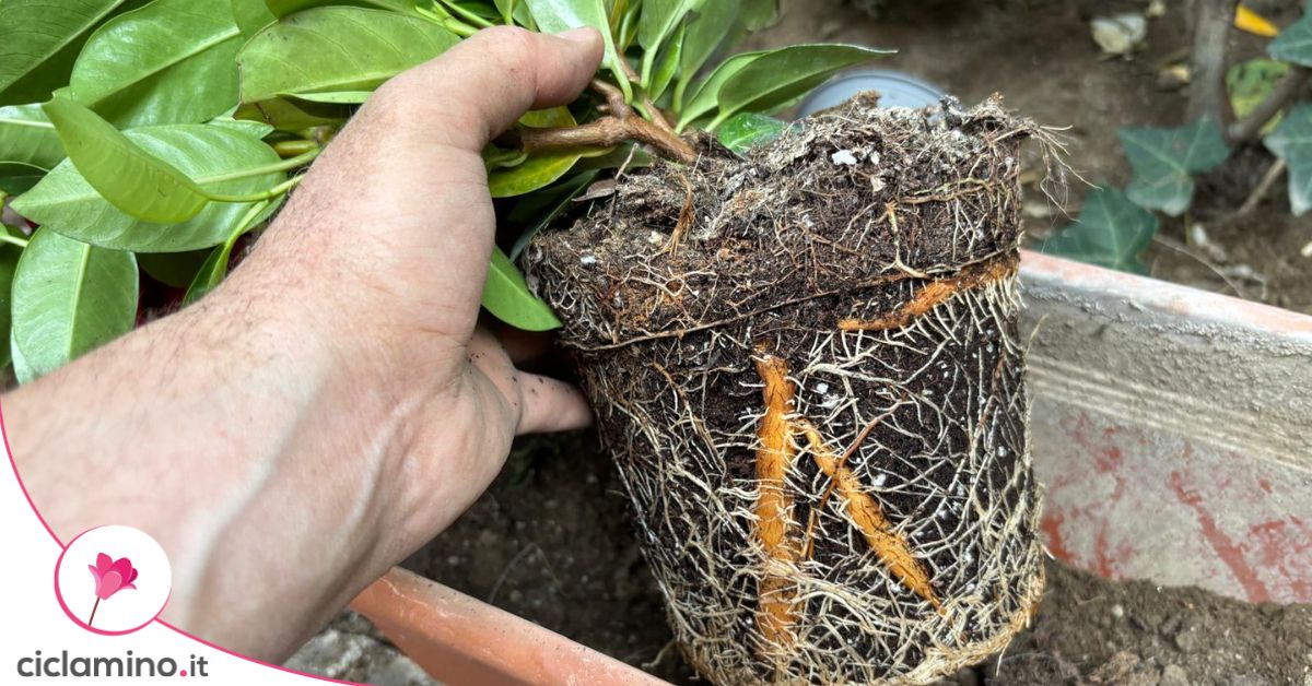 Cosa ci dice un'attenta osservazione delle Radici della Dipladenia