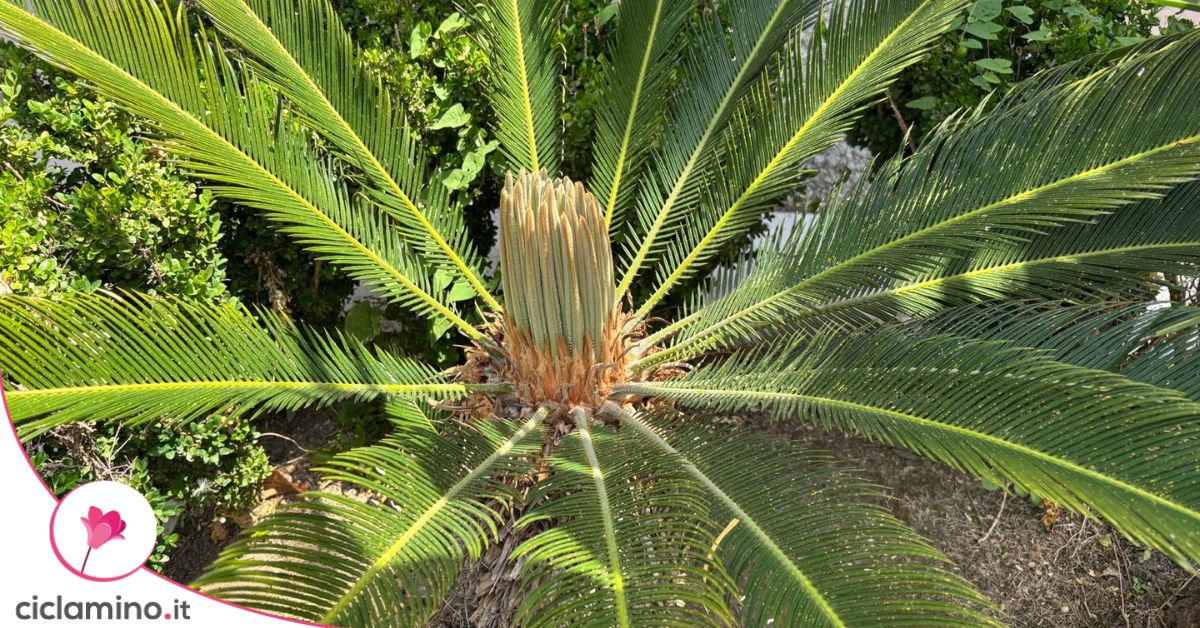 Queste cause rendono la Cycas con foglie nuove poco sviluppate
