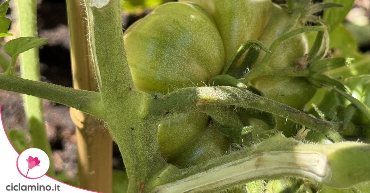 Se vedi questi puntini che si muovono sui pomodori sbrigati prima che ...